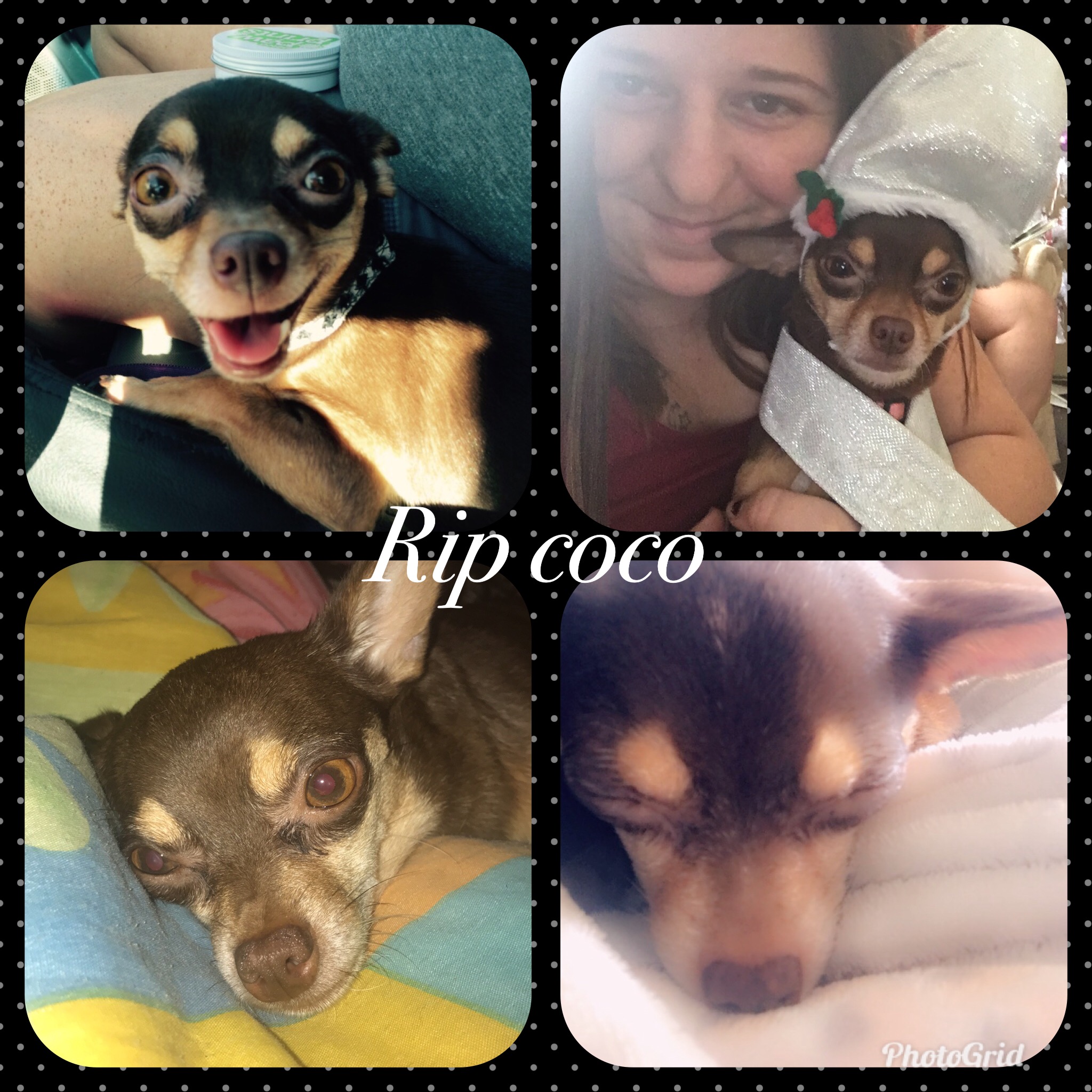 RIP my beautiful Coco – Honor Your Pet